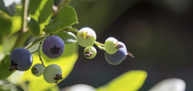 How to grow Blueberries | A.Vogel Australia