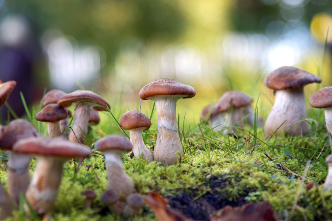 Mushroom nutritional info, health benefits, recipes & more | A.Vogel ... Mushroom nutritional info, health benefits, recipes & more | A.Vogel ...